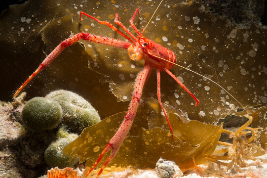 "Squat Lobster" Imagens – Procure 378 fotos, vetores e vídeos | Adobe Stock