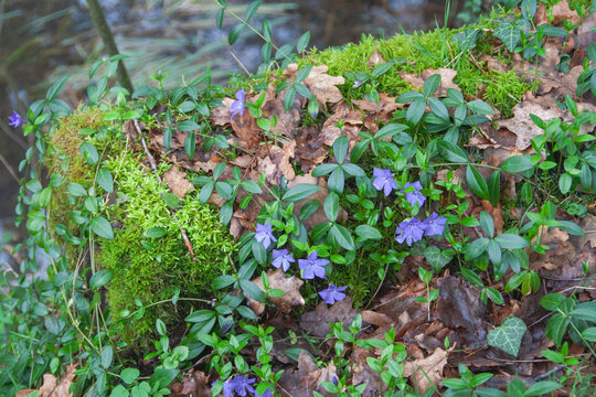 "Creeping Myrtle"-Bilder: Stock-Fotos & -Videos. | Adobe Stock