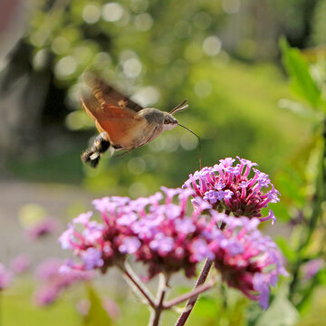 Approche Images – Browse 1,537 Stock Photos, Vectors, and Video | Adobe ...