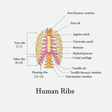 Rib Cage Anatomy Images – Browse 49,703 Stock Photos, Vectors, and ...