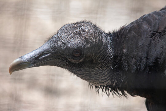 Doreen photos, images, assets | Adobe Stock