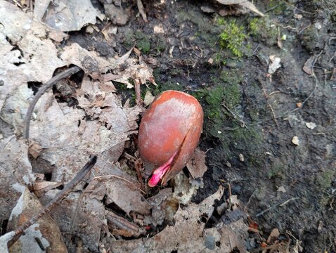 Acorn Sprout Images – Browse 3,222 Stock Photos, Vectors, and Video ...