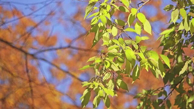 "Lote Tree" Images – Browse 85 Stock Photos, Vectors, and Video | Adobe ...