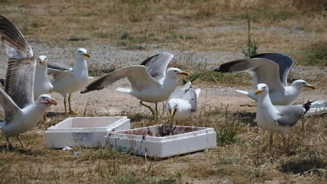 "Mediterranean Gull" Images – Browse 1,188 Stock Photos, Vectors, and ...