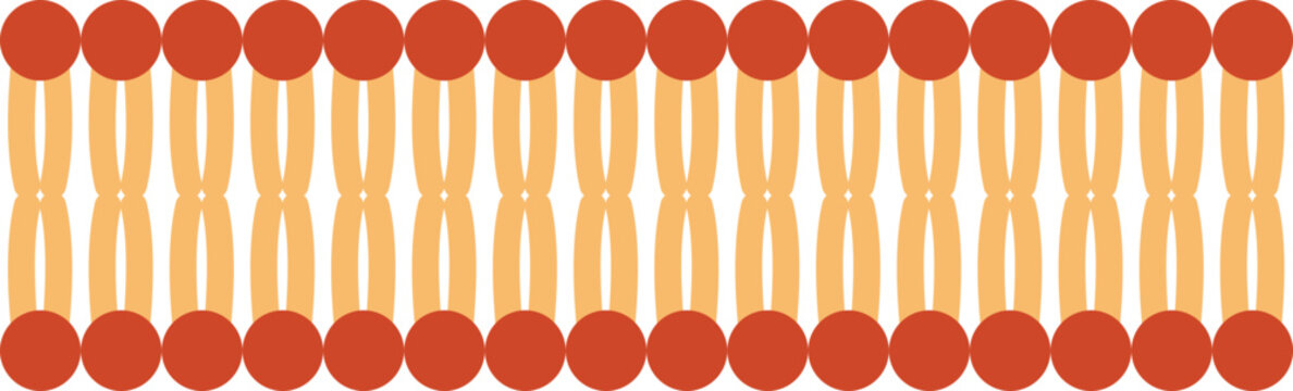 "Lipid Bilayer" Images – Browse 2,048 Stock Photos, Vectors, and Video ...