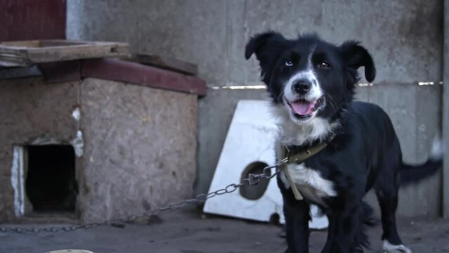 "Chained Dog" Images – Browse 177 Stock Photos, Vectors, and Video ...