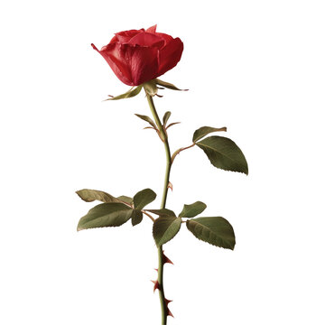 Long Stem Red Rose Images – Browse 3,917 Stock Photos, Vectors, and ...