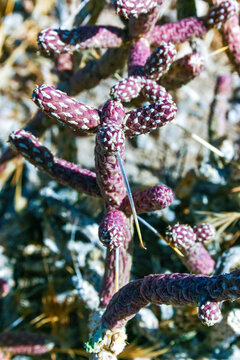 "Christmas Cholla" Images – Browse 140 Stock Photos, Vectors, and Video ...
