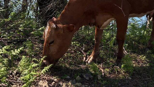 "Red Cow" Images – Browse 754 Stock Photos, Vectors, and Video | Adobe ...