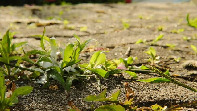 "Weed Killer" Images – Browse 34,522 Stock Photos, Vectors, and Video ...
