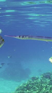 "Sea Needle" Images – Browse 5,816 Stock Photos, Vectors, and Video ...