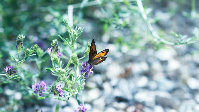 Gatekeeper Images – Browse 5,149 Stock Photos, Vectors, and Video ...