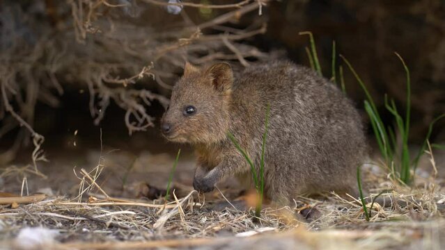 Macropod Images – Browse 20,131 Stock Photos, Vectors, and Video ...