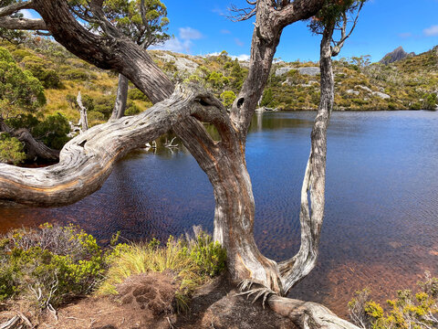 "Wombat Pool" Images – Browse 52 Stock Photos, Vectors, and Video ...