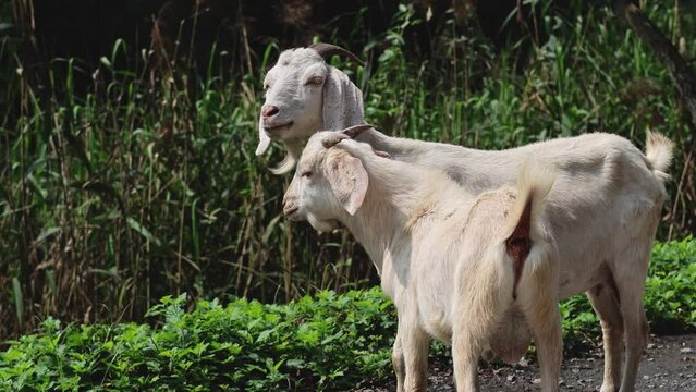 "Two Goats" Images – Browse 148 Stock Photos, Vectors, and Video ...