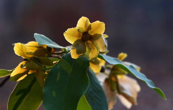 รูปภาพRumdul – เลือกดูภาพถ่ายสต็อก เวกเตอร์ และวิดีโอ388 | Adobe Stock