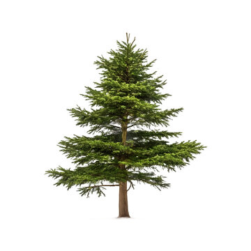 "Eastern Red Cedar"-Bilder: Stock-Fotos & -Videos. | Adobe Stock