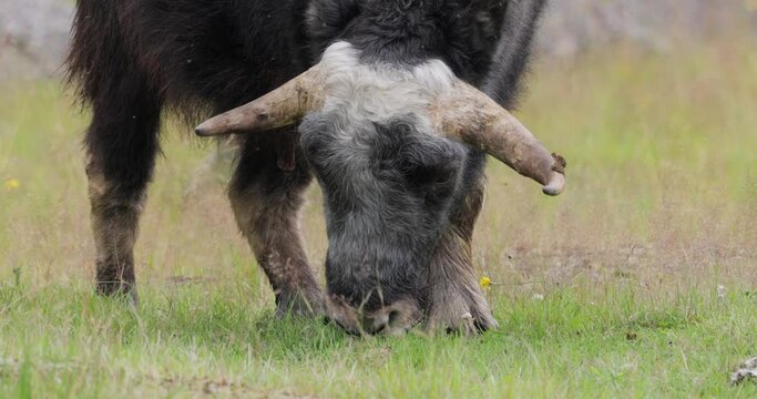 "Musk Ox" Images – Browse 7,104 Stock Photos, Vectors, and Video ...