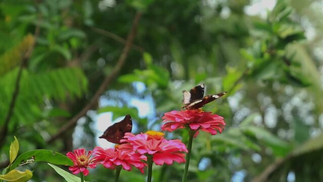 Ratna Images – Browse 352 Stock Photos, Vectors, and Video | Adobe Stock