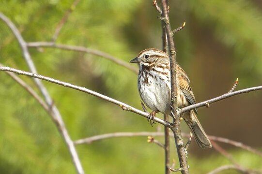 "Song Sparrow" Images – Browse 2,625 Stock Photos, Vectors, and Video ...