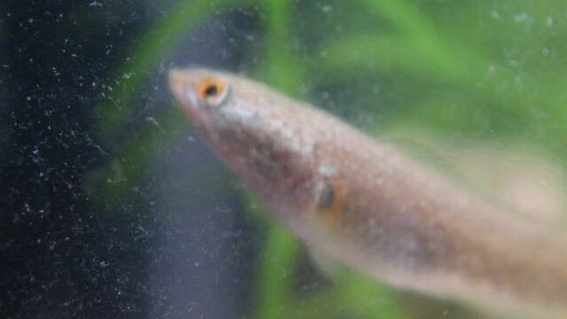 "Common Snakehead" Images – Browse 794 Stock Photos, Vectors, and Video ...