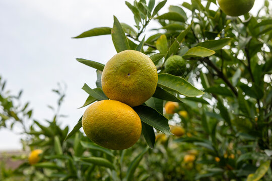 夏蜜柑 Images – Browse 261 Stock Photos, Vectors, and Video | Adobe Stock