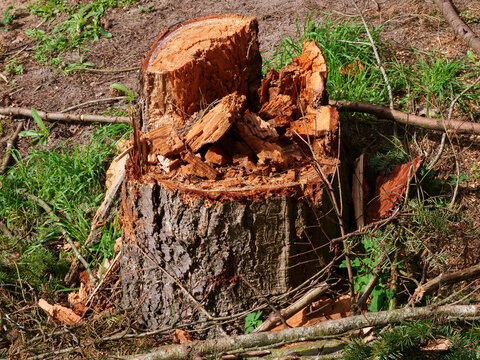 "Rotten Stump" Images – Browse 163 Stock Photos, Vectors, and Video ...