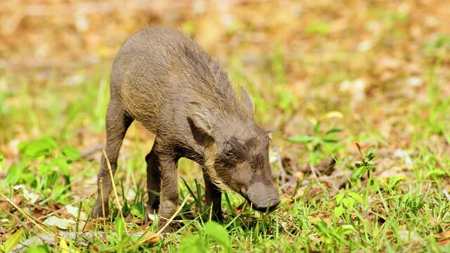Baby Warthog Images – Browse 7,578 Stock Photos, Vectors, and Video ...