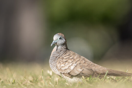 Kurokutok Images – Browse 1,877 Stock Photos, Vectors, and Video ...