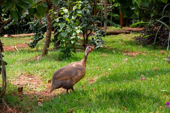 Picota-Bilder: Stock-Fotos & -Videos. | Adobe Stock