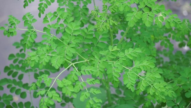 "Daun Kelor" Images – Browse 75 Stock Photos, Vectors, and Video ...