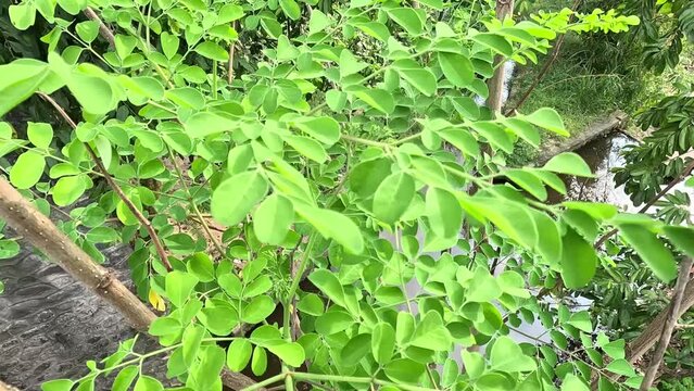 "Daun Kelor" Images – Browse 75 Stock Photos, Vectors, and Video ...