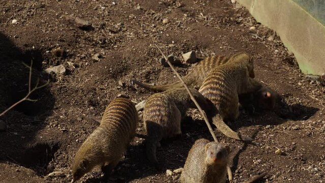 Mongoose Bilder – Durchsuchen 52,287 Archivfotos, Vektorgrafiken und ...