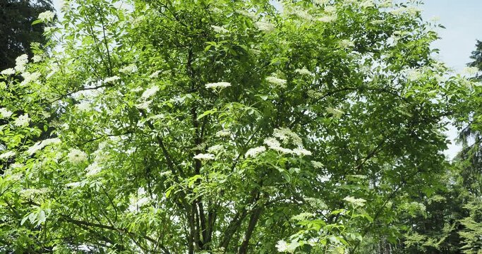 "Common Elder" Images – Browse 8,798 Stock Photos, Vectors, and Video ...