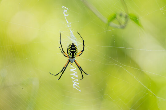 "Corn Spider"-Bilder: Stock-Fotos & -Videos. | Adobe Stock