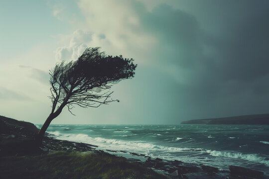 "Windswept Tree" Images – Browse 2,075 Stock Photos, Vectors, and Video ...