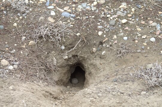 "Gopher Hole" Images – Browse 130 Stock Photos, Vectors, and Video ...
