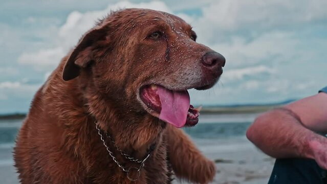 Windy Dog Images – Browse 4,437 Stock Photos, Vectors, and Video ...