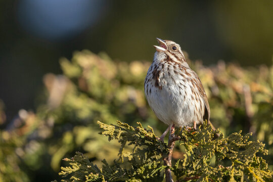 "Song Sparrow" Images – Browse 2,625 Stock Photos, Vectors, and Video ...