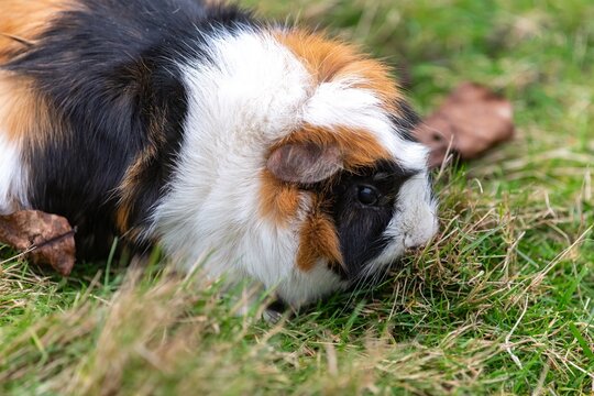 "Cavia Porcellus" Images – Browse 2,665 Stock Photos, Vectors, and ...