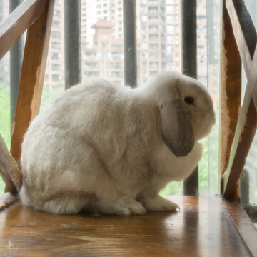 Rabit Images Browse Images – Browse 168 Stock Photos, Vectors, and ...