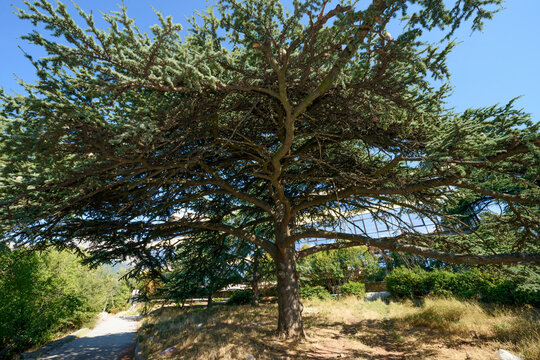 "Lebanon Cedar" Images – Browse 1,651 Stock Photos, Vectors, and Video ...