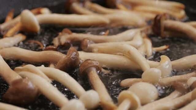 "Honey Fungi" Images – Browse 11,256 Stock Photos, Vectors, and Video ...