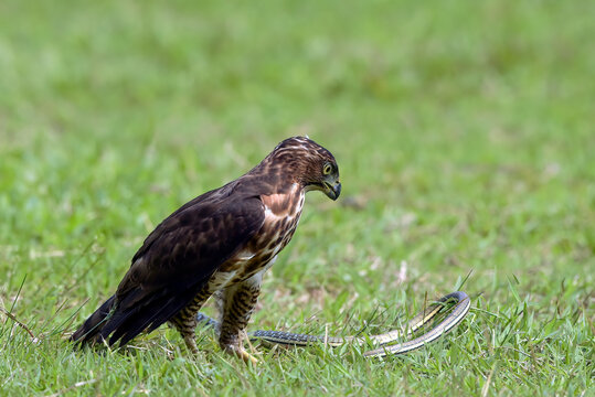 "Crested Goshawk" Images – Browse 478 Stock Photos, Vectors, and Video ...