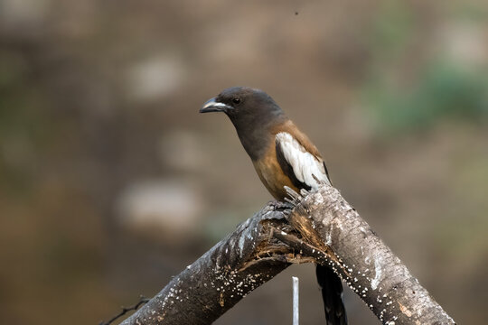 "Corvidae-Bilder: Stock-Fotos & -Videos. | Adobe Stock