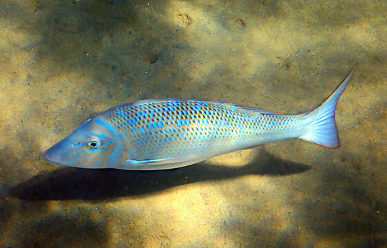 "Spangled Emperor" Images – Browse 172 Stock Photos, Vectors, and Video ...