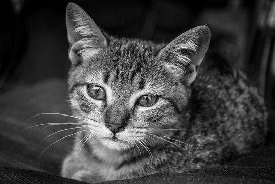 Bigote Images – Browse 7,945 Stock Photos, Vectors, and Video | Adobe Stock