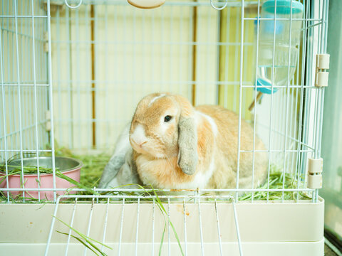 Rabit Images Browse Images – Browse 168 Stock Photos, Vectors, and ...