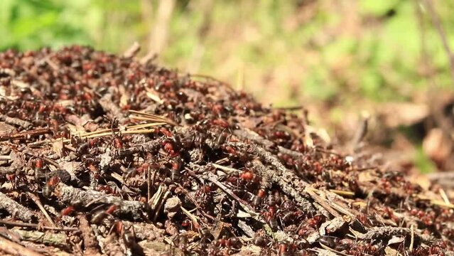 Creeping Animals Images – Browse 264,964 Stock Photos, Vectors, and ...