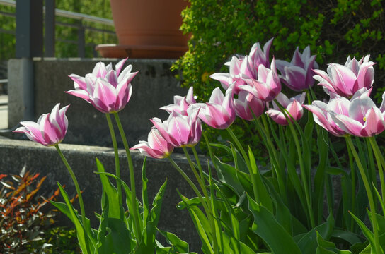 Gfdgfd-Bilder: Stock-Fotos & -Videos. | Adobe Stock